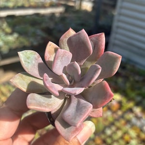 Purple Pastel Colored Plant Graptoveria Debbie Succulent - Etsy