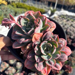 Rare Colorful Echeveria Raindrops Succulent - Etsy