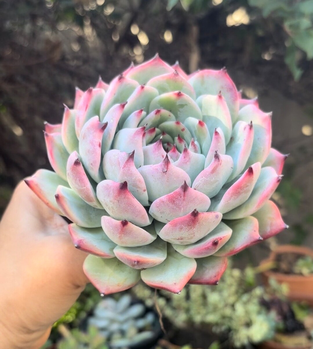 Beautiful Symmetrical Large 1 Gallon Echeveria Colorata Succulent - Etsy
