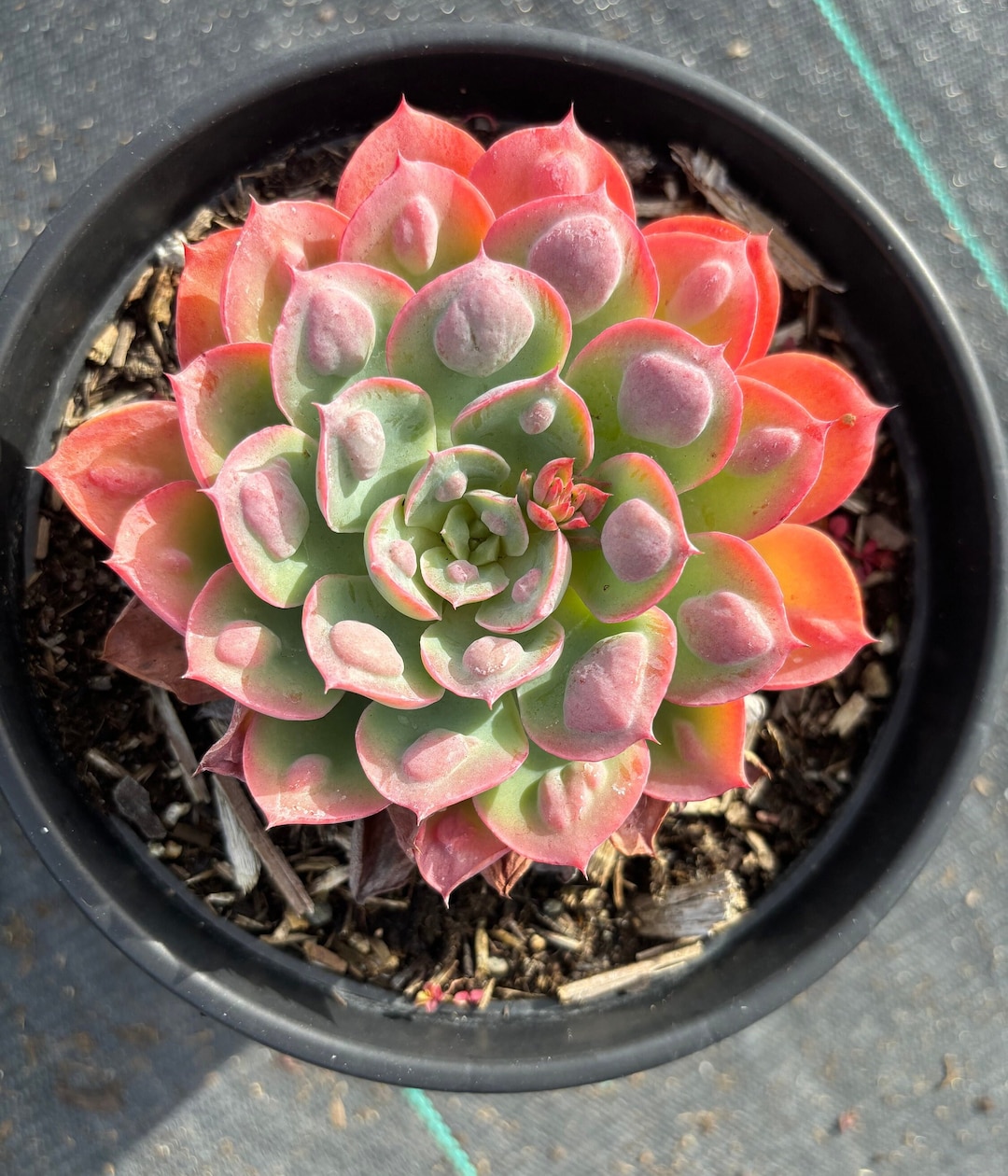 Rare Colorful Echeveria Raindrops Succulent - Etsy