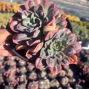 Rare Colorful Echeveria Raindrops Succulent - Etsy