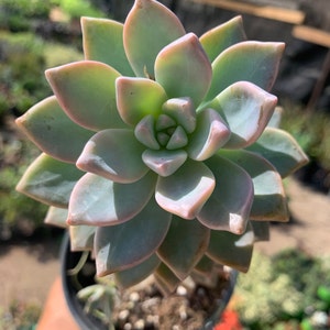 Rainbow Pastel Colored Easy Growing Grapto Succulent Plant - Etsy