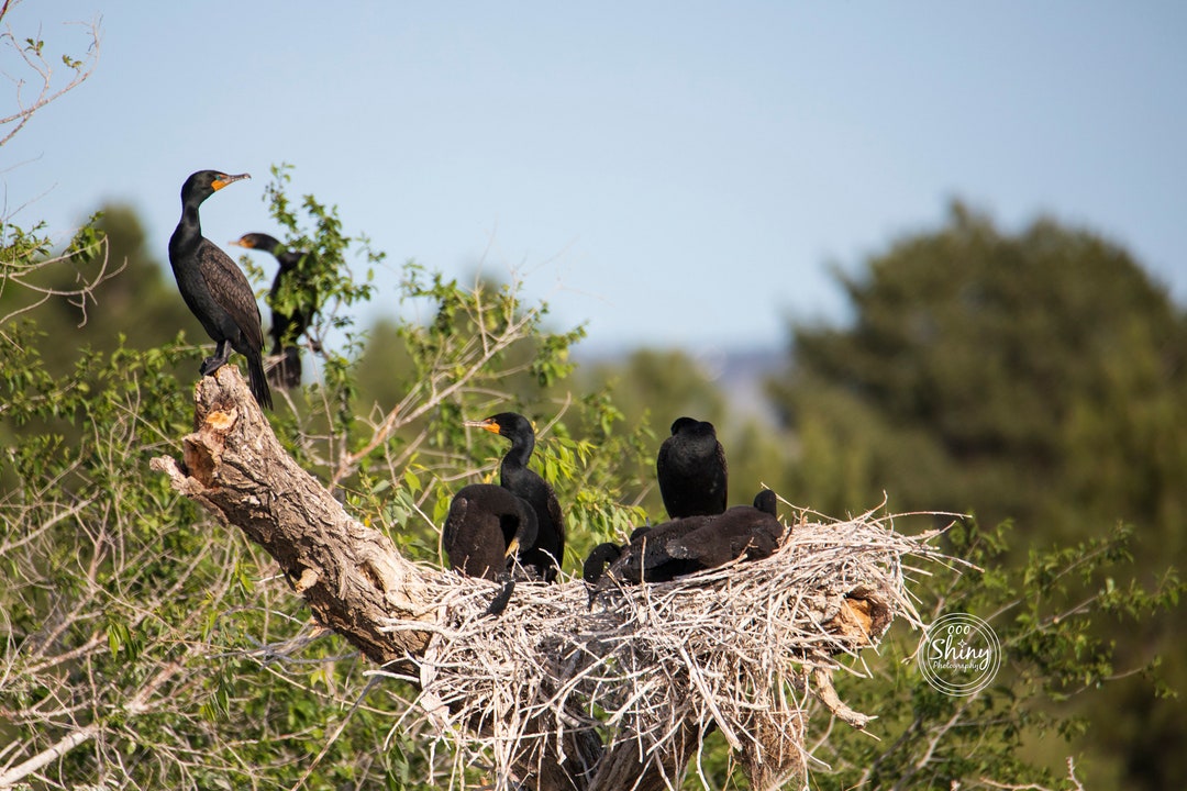 Cormorants Nesting in the Summer Sun ~ Nature Photography Print ~ Fine ...