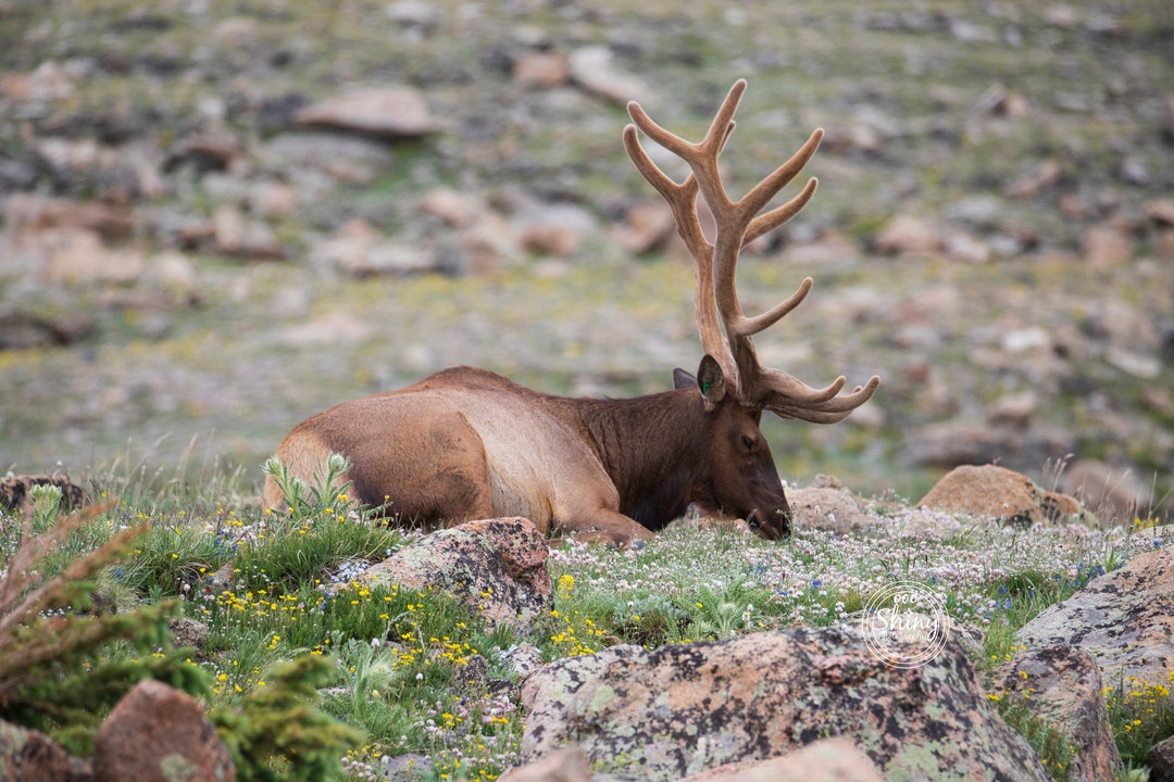 Elk Resting Among the Rocks and Flowers ~ Nature Photography Print ...