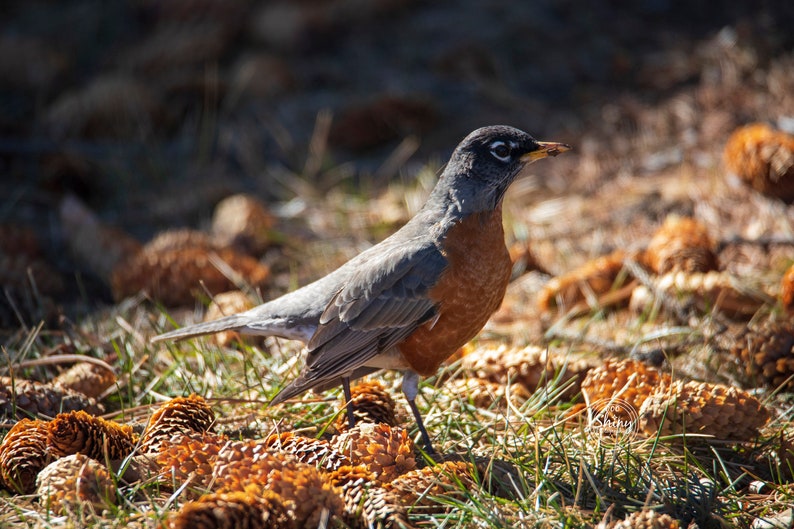 Robin Among the Pinecones ~ Nature Photography Print ~ Fine Art Decor ...