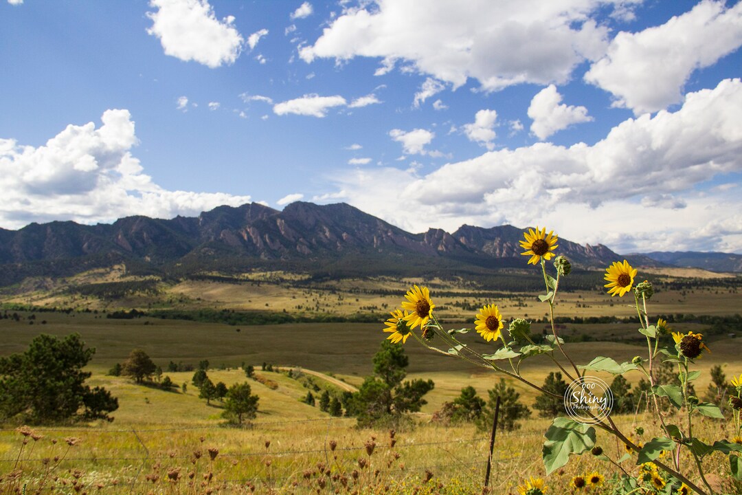 Sunflowers in Front of the Boulder Flatirons ~ Nature Photography Print ...