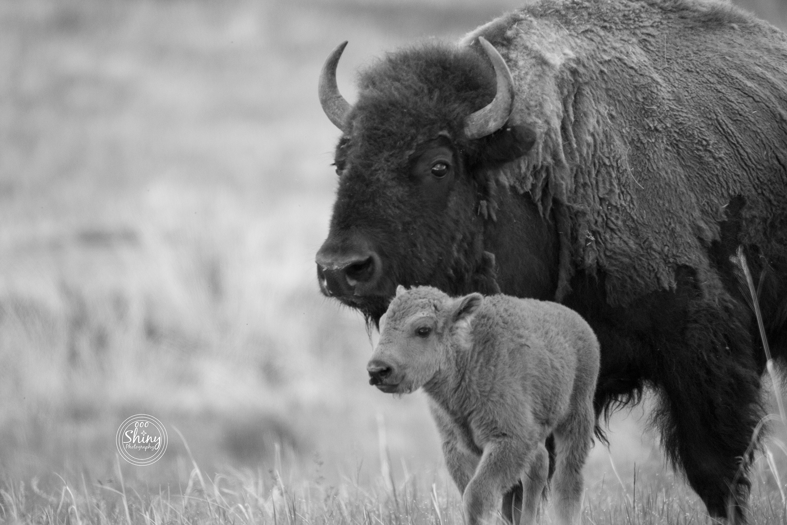 White Baby Bison