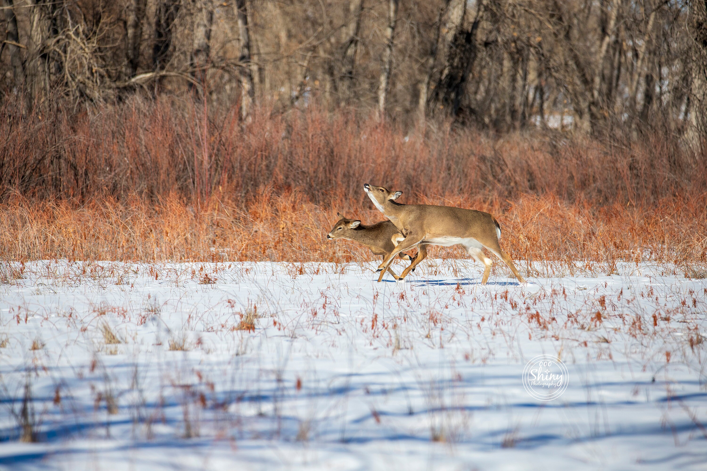 Deer Racing Across the Snowy Meadow ~ Nature Photography Print ~ Fine ...