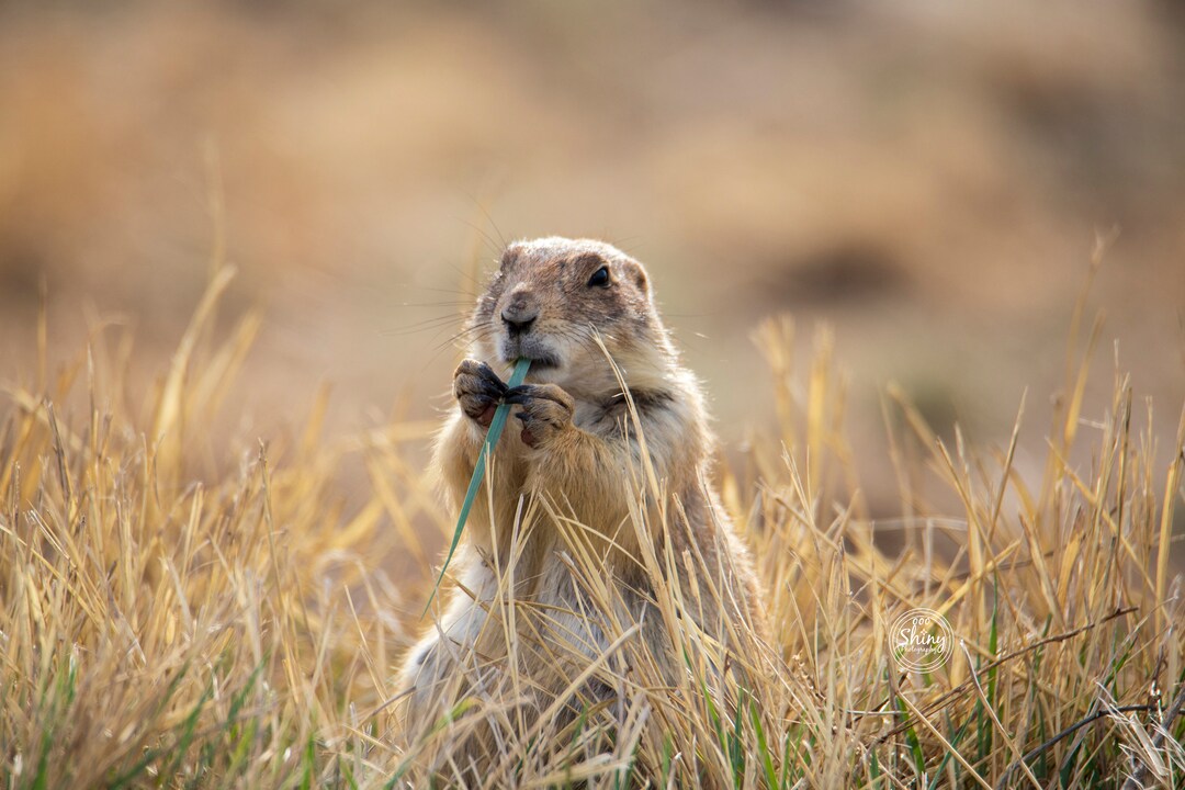Prairie Dog Eating A Blade of Grass ~ Nature Photography Print ~ Fine ...