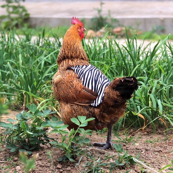 Chicken Coats - Etsy