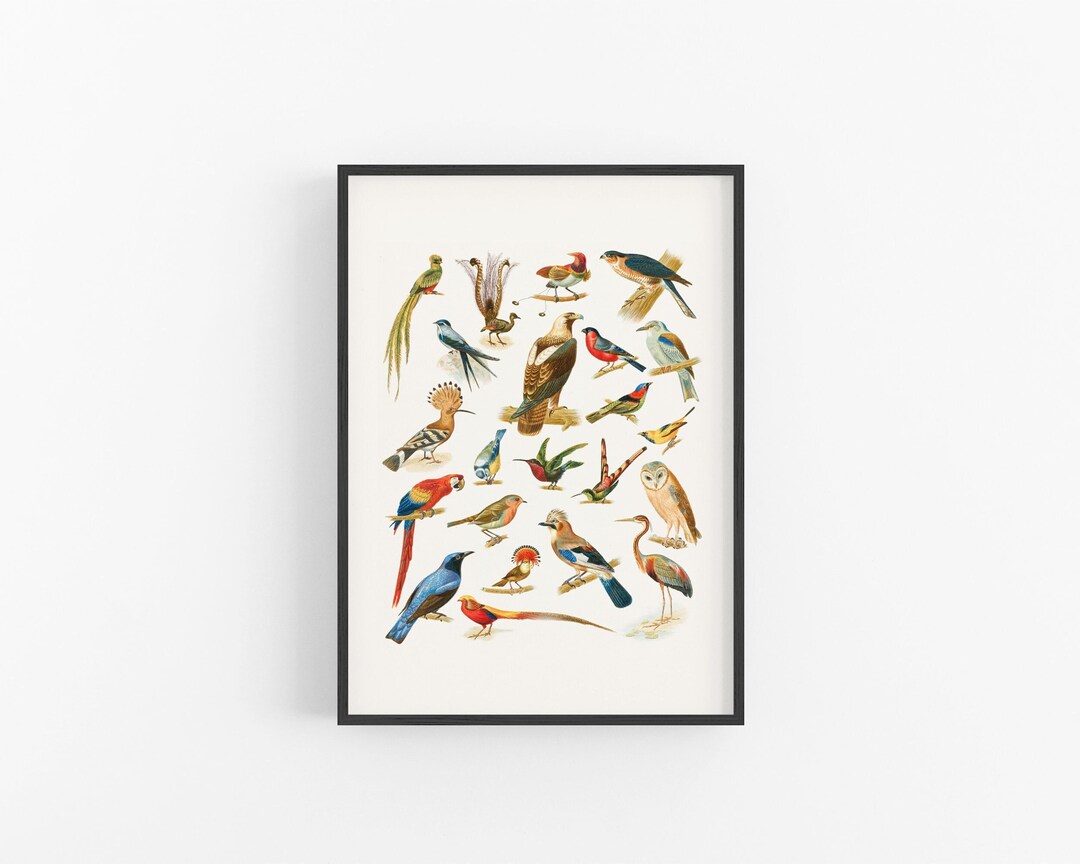 Species of Birds Print | Educational Birds Poster, Vintage Birds Print ...