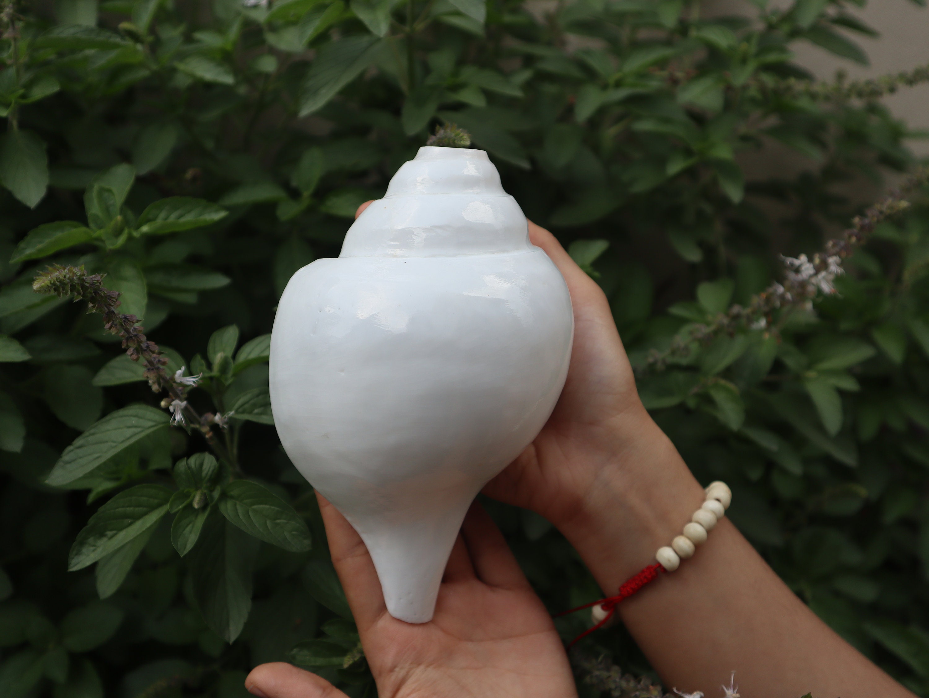 Conch Shell Authentic White Natural Purity and Serenity for Spiritual ...