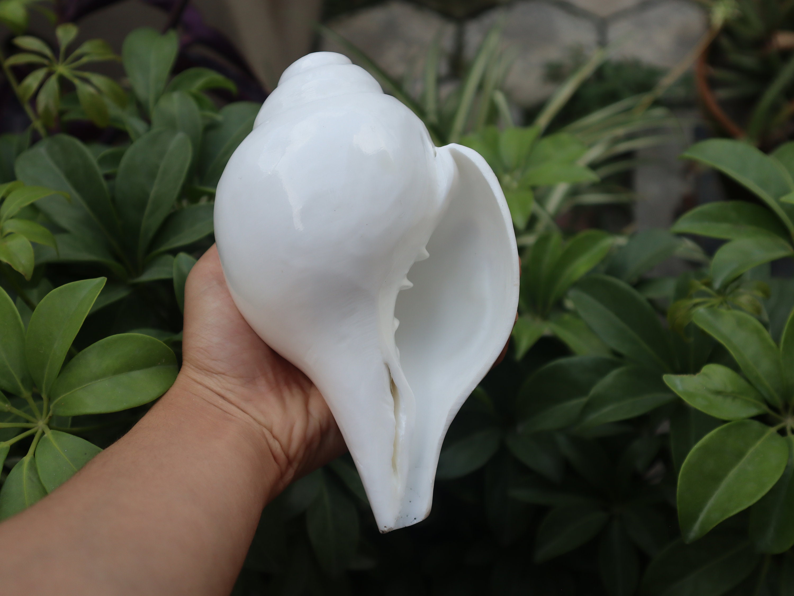 Conch Shell Authentic White Natural Purity and Serenity for Spiritual ...
