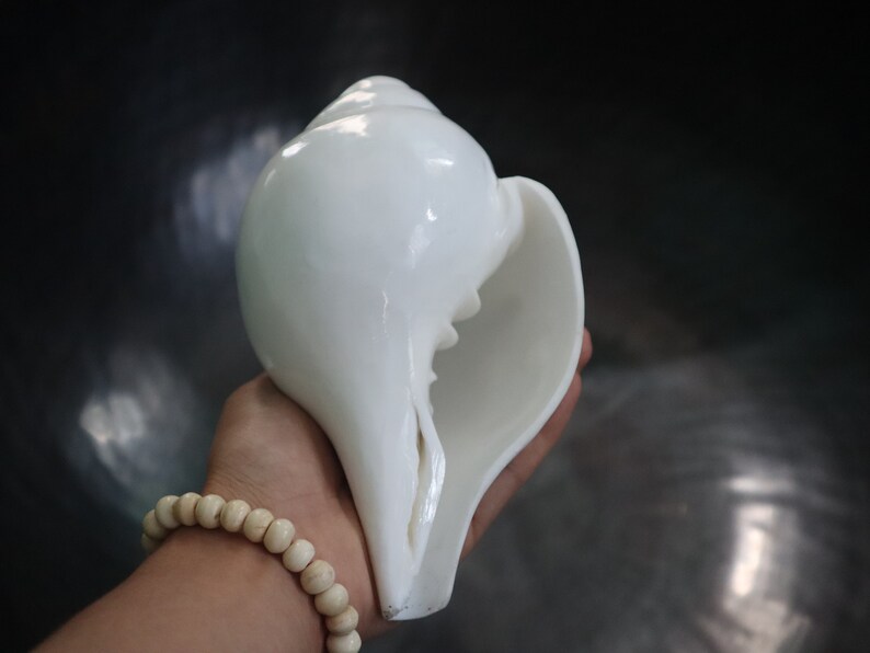 Conch Shell Authentic White Natural Purity and Serenity for Spiritual ...