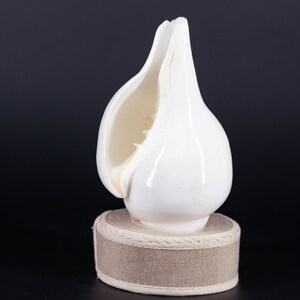 Conch Shell Authentic White Natural- Purity and Serenity for Spiritual ...