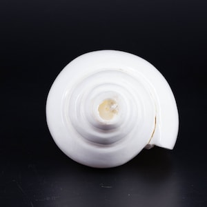 Conch Shell Authentic White Natural- Purity and Serenity for Spiritual ...