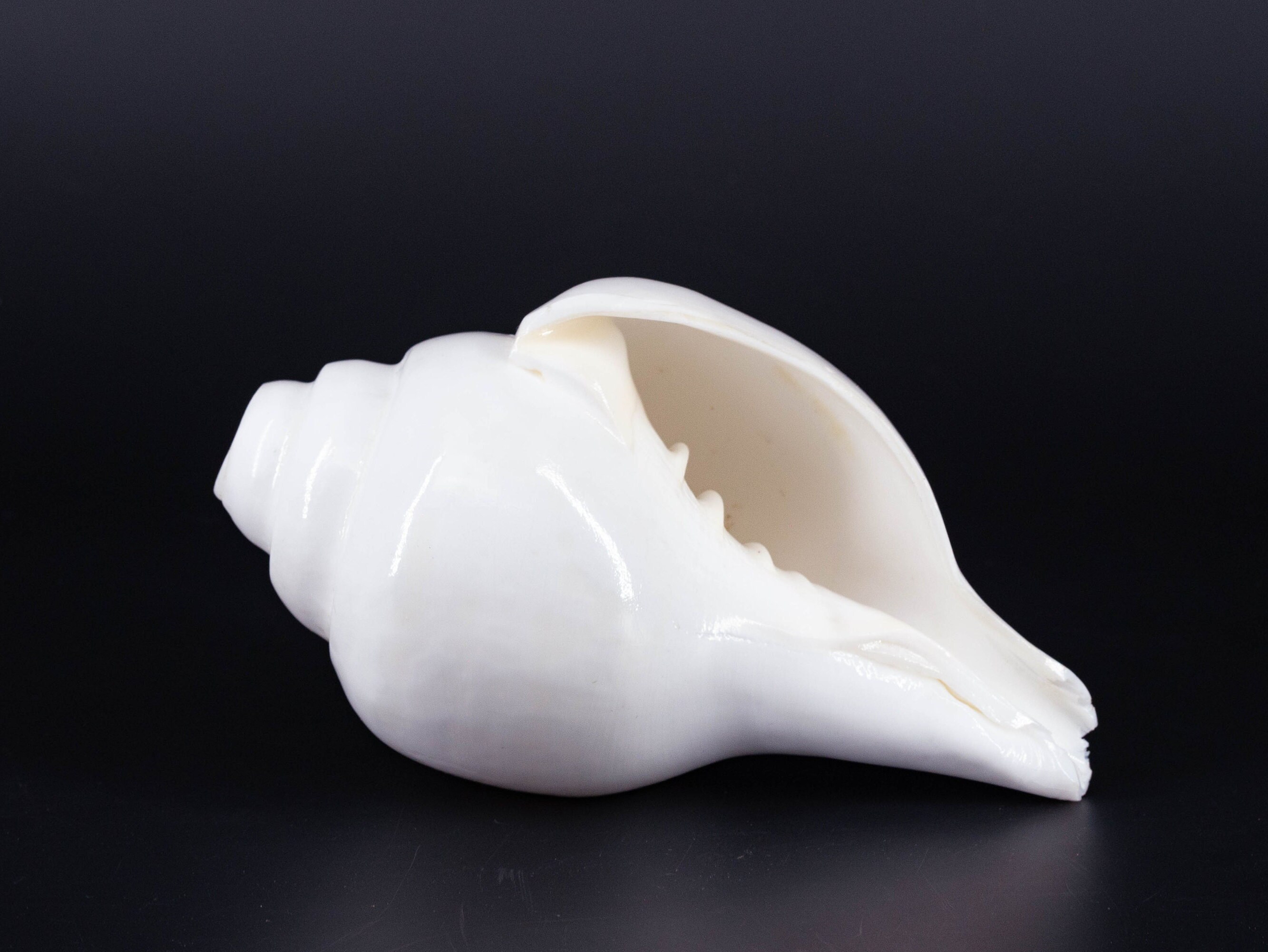 Conch Shell Authentic White Natural Purity and Serenity for Spiritual ...