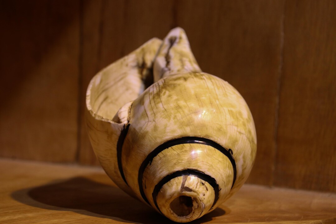 Old Shankha, or Conch Shell - Sea Shell Shankh for 7" Size- Natural ...