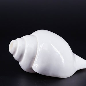Conch Shell Authentic White Natural- Purity and Serenity for Spiritual ...