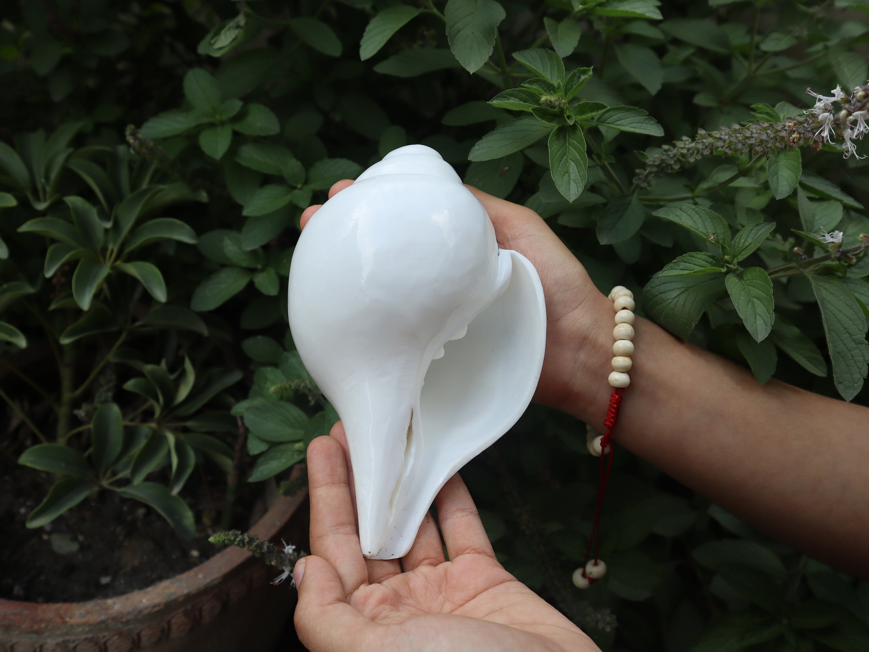 Conch Shell Authentic White Natural Purity and Serenity for Spiritual ...