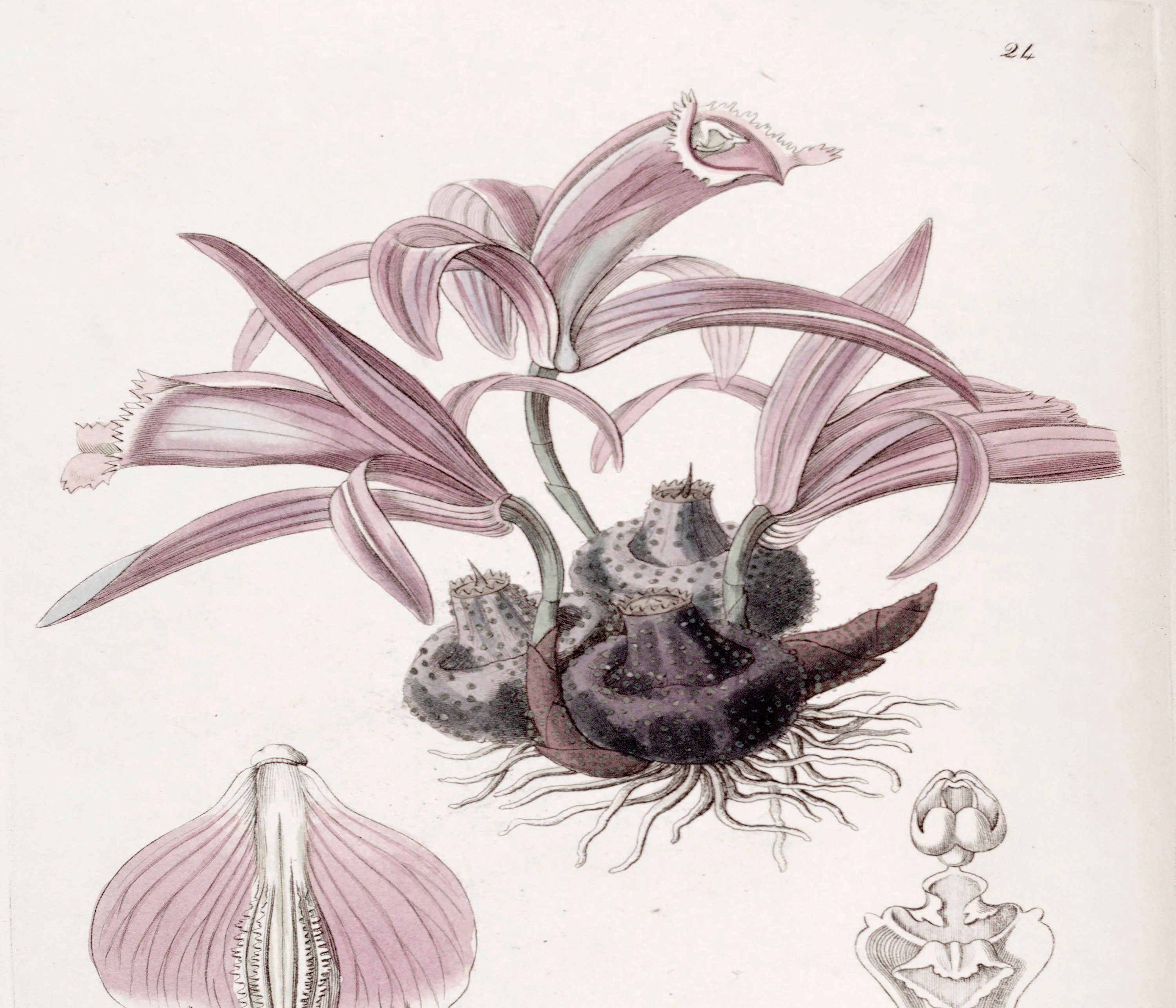 Vintage Botanical Drawing Set of Three Print | Pink Antique Flower Set ...
