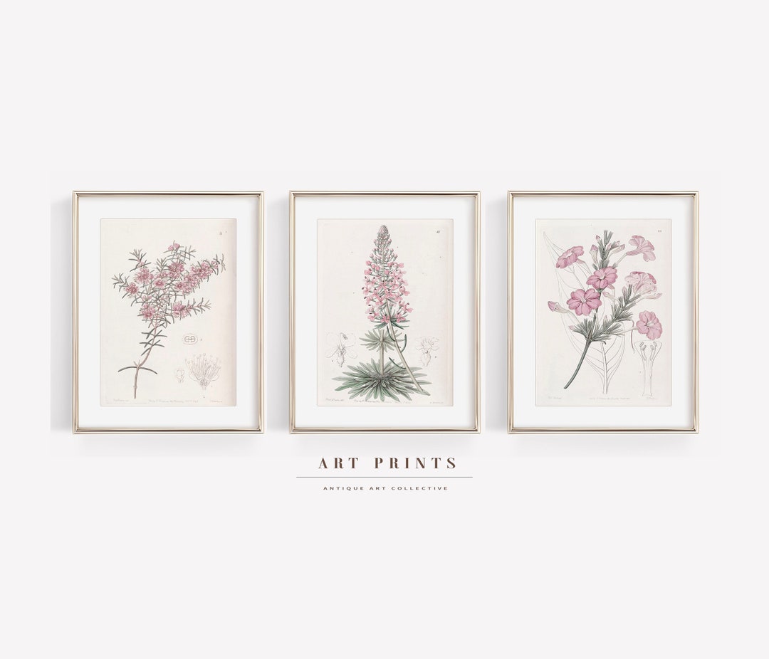 Vintage Botanical Drawing Set of 3 Prints | Pink Antique Flower Set of ...