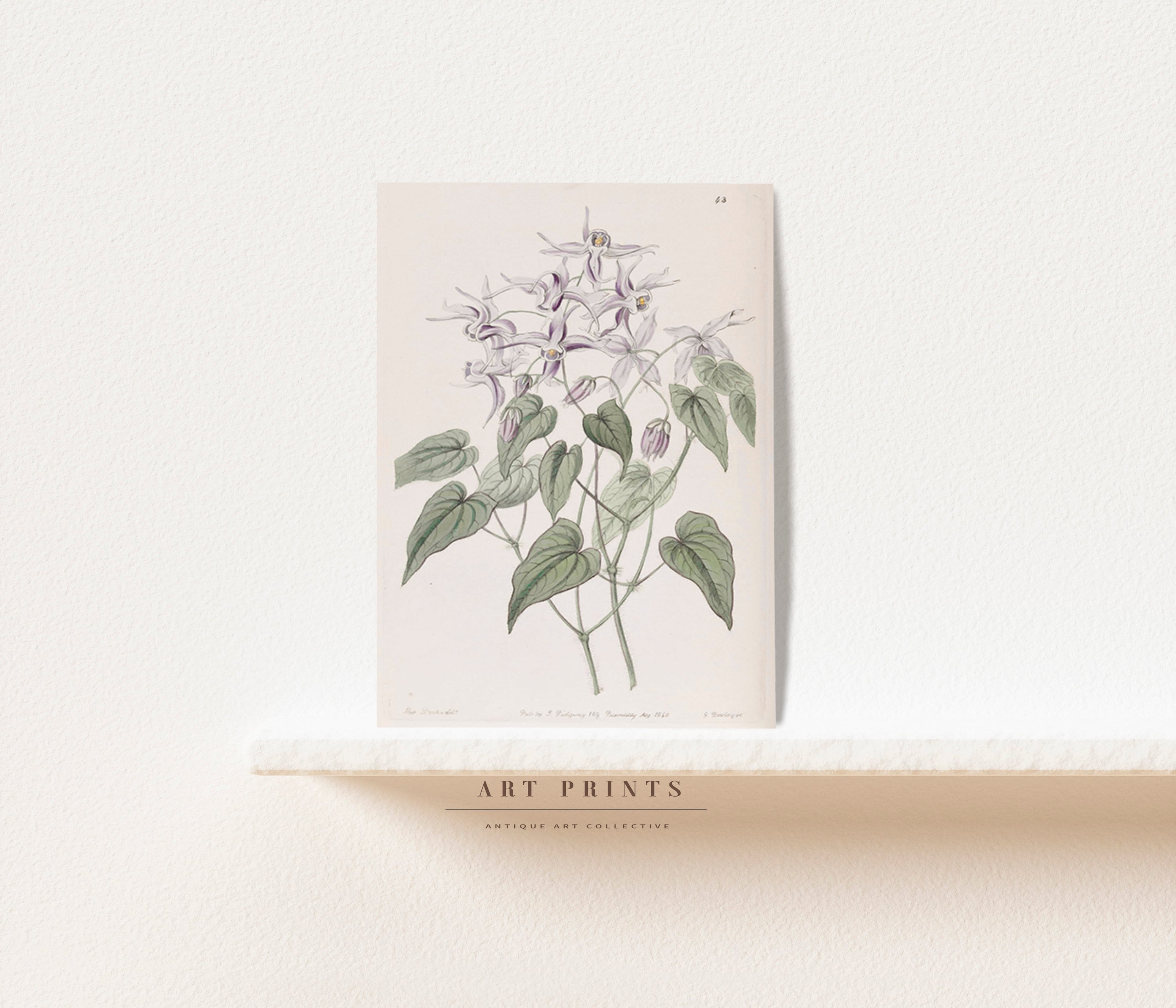 Vintage Botanical Drawing Set of 3 Prints | Pink Antique Flower Set of ...
