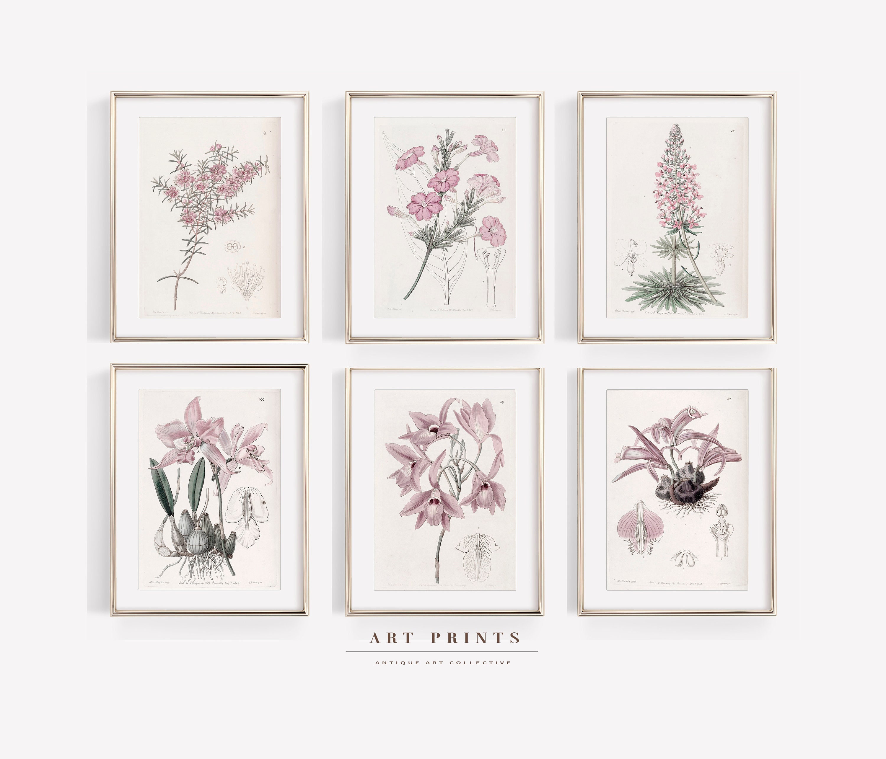 Vintage Botanical Drawing Set of 6 Print | Pink Antique Flower Set of ...