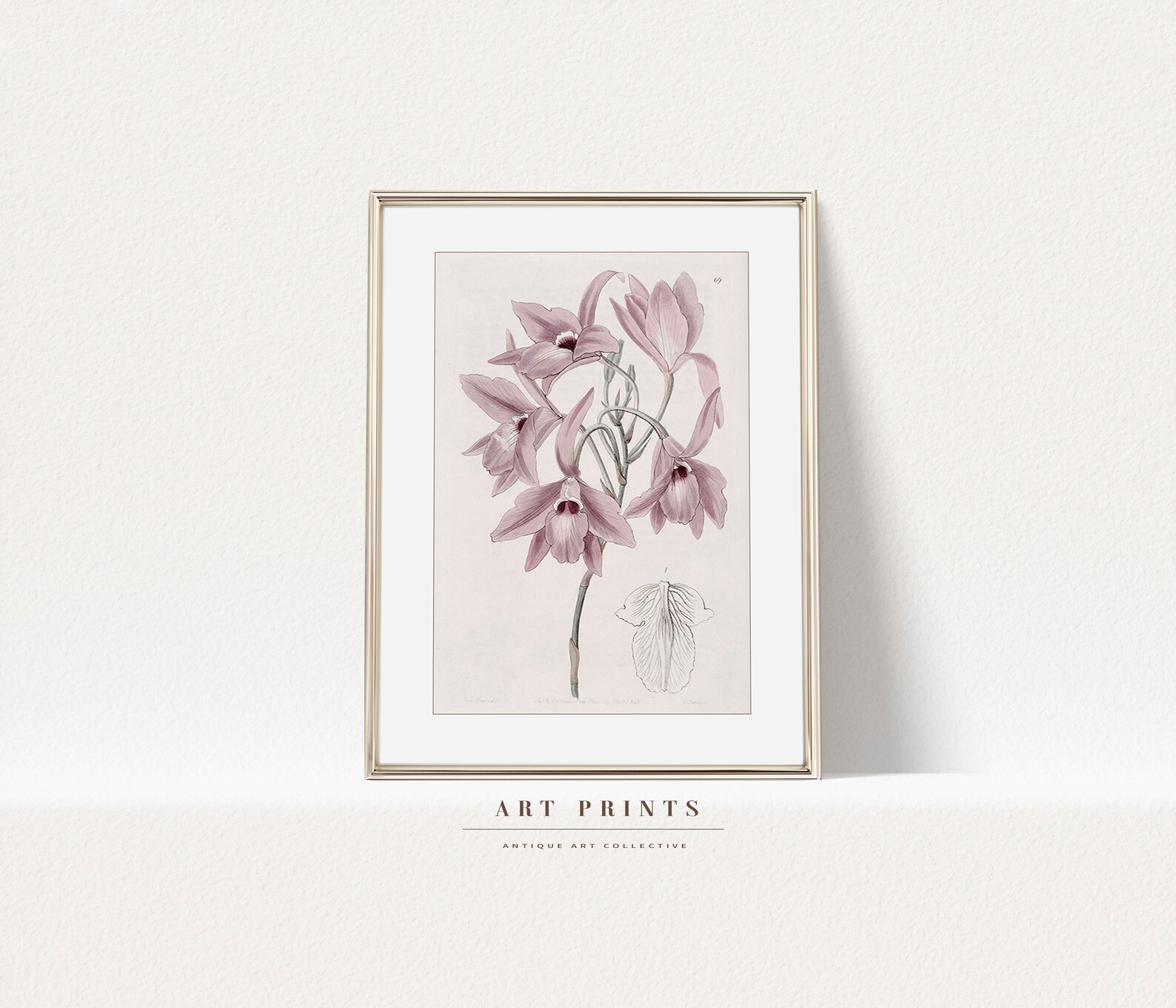 Vintage Botanical Drawing Set of 6 Print | Pink Antique Flower Set of ...