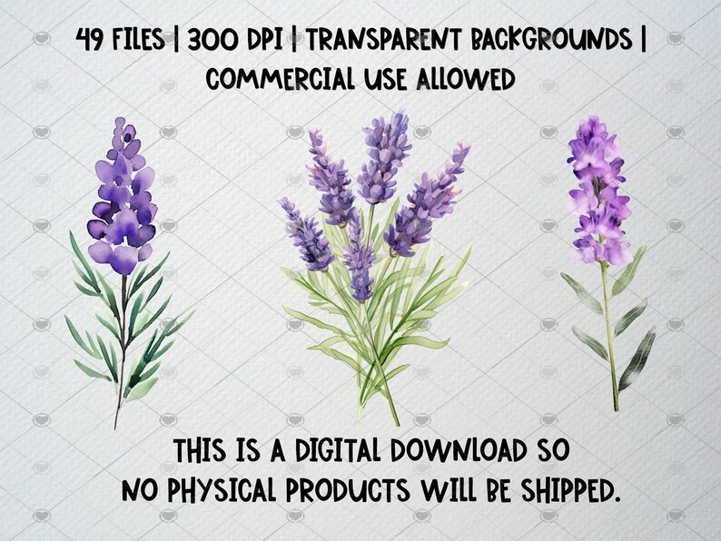 Watercolor Lavender Clipart Set of 49 PNG, Lavender Illustration ...