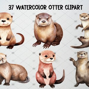 Watercolor Otter Clipart Set of 37 PNG, Cute Otter Clipart, Sea Otter ...