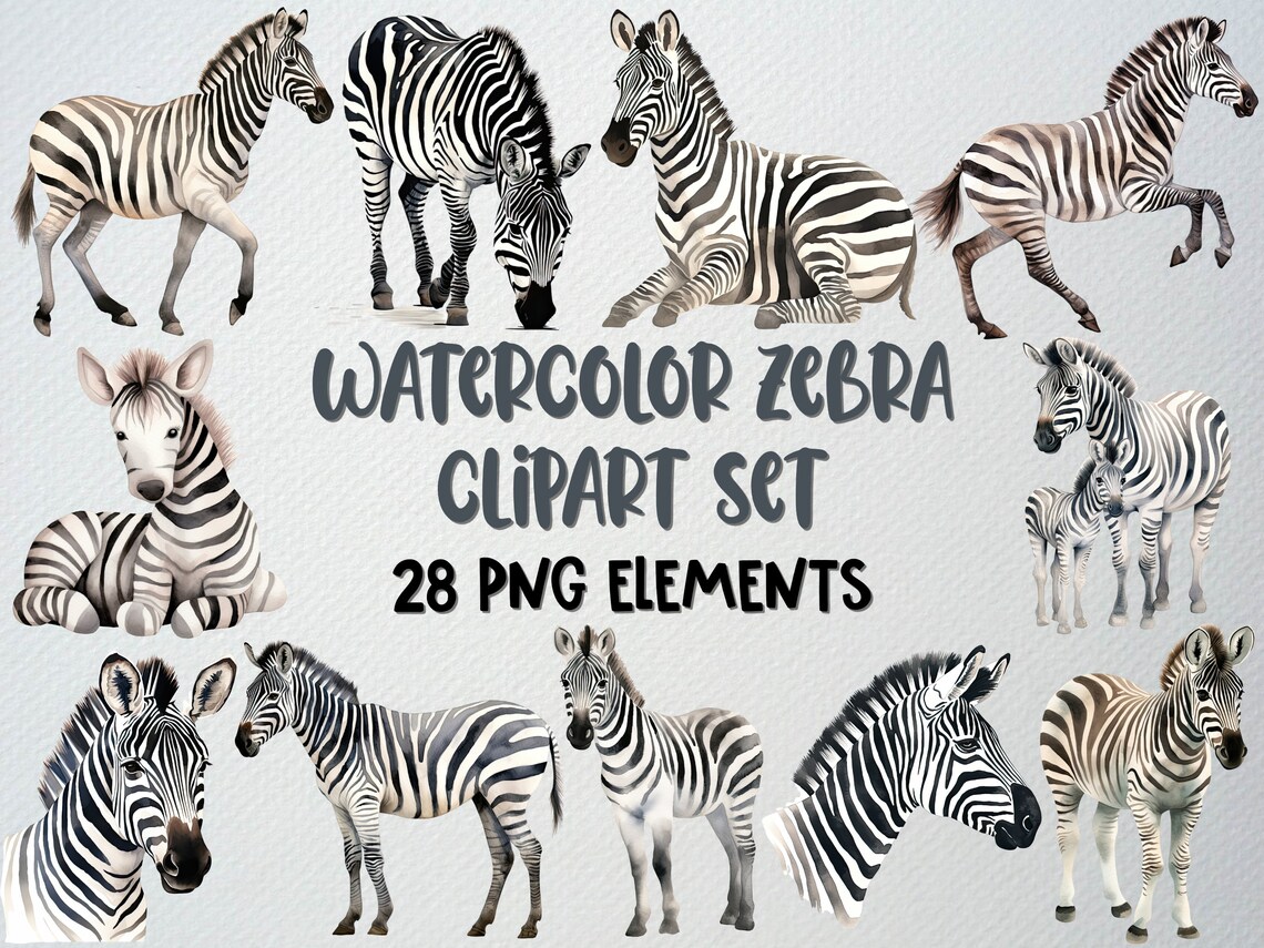 Watercolor Zebra Clipart Set: Safari Animal Illustrations (28 PNG) - Etsy