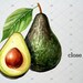Watercolor Avocado Clipart Set of 30 PNG Files, Tropical Fruit Clipart ...
