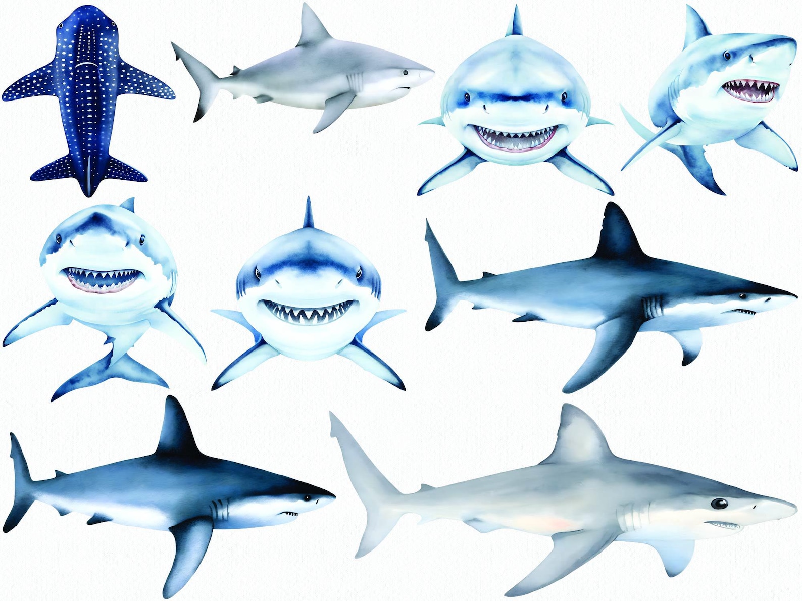 Watercolor Shark Clipart Set of 23 PNG, Cute Shark PNG, Ocean Animal ...