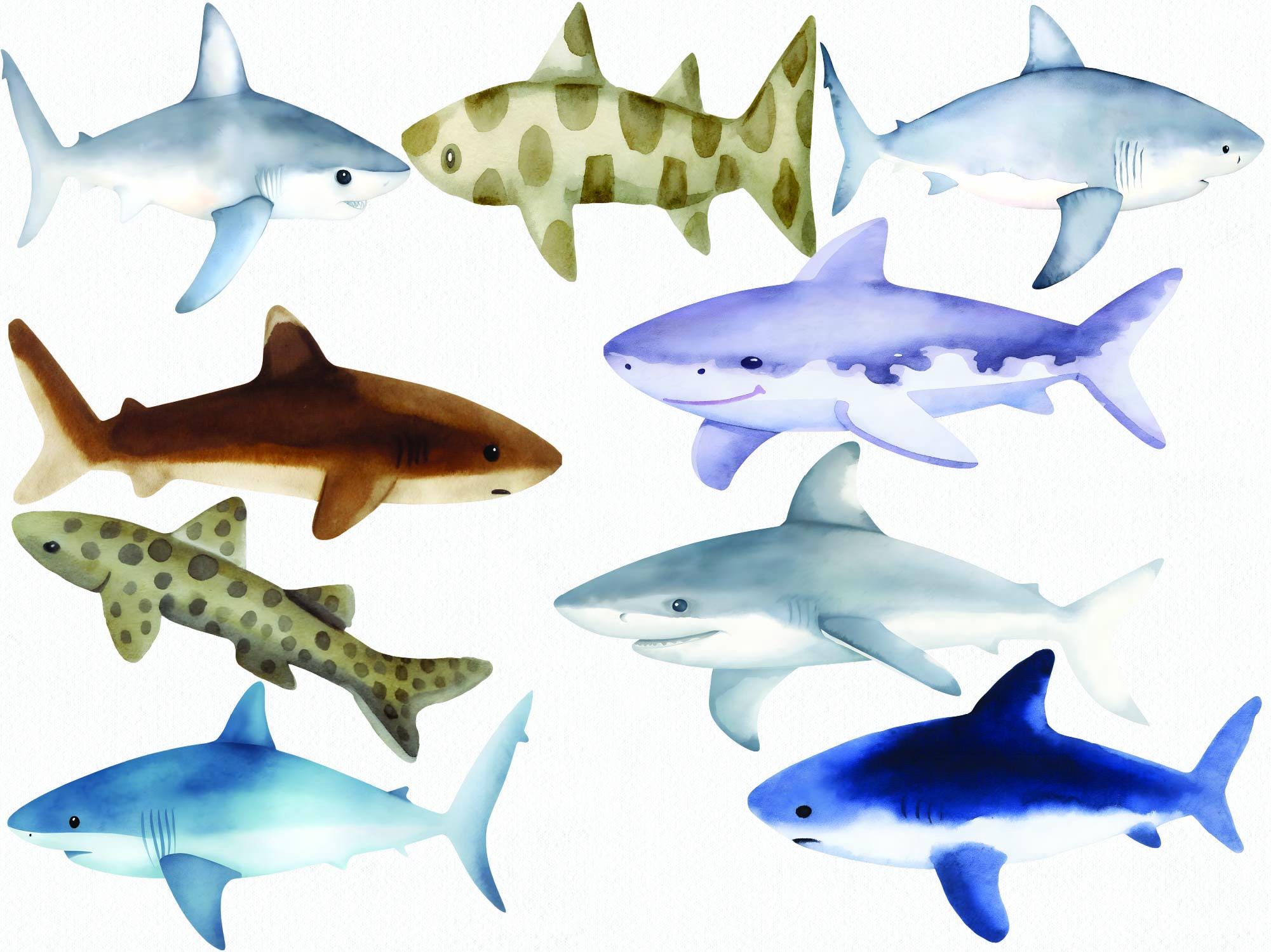 Watercolor Shark Clipart Set of 23 PNG, Cute Shark PNG, Ocean Animal ...