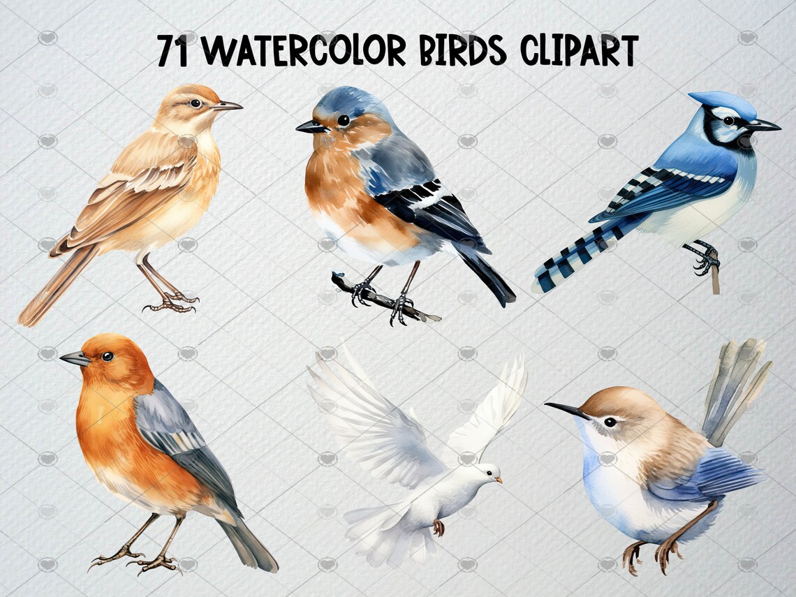 Watercolor Birds Clipart Set of 71 PNG Files, Cute Bird Clipart, Bird ...