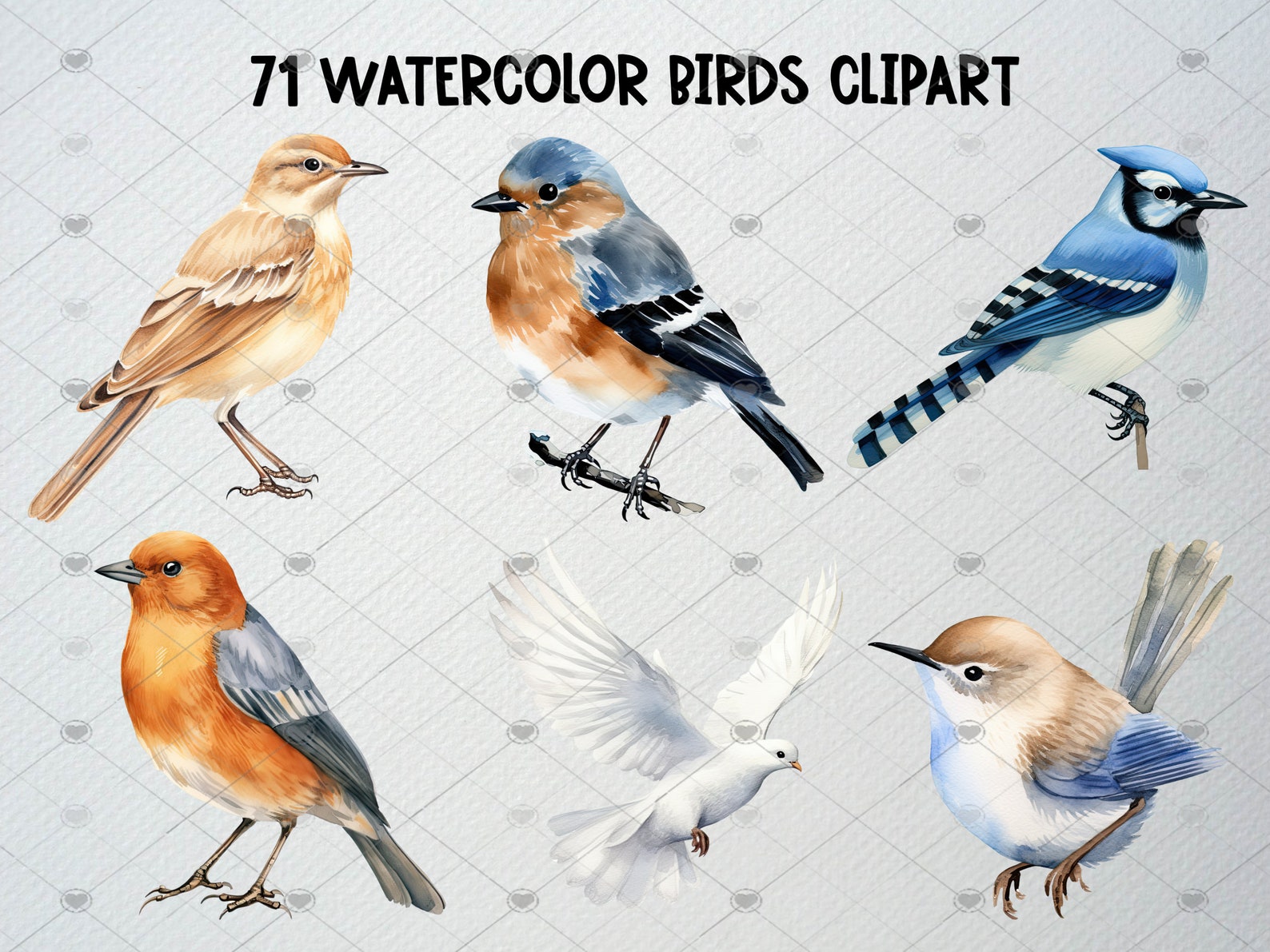 Watercolor Birds Clipart Set of 71 PNG Files, Cute Bird Clipart, Bird ...