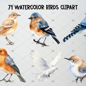 Watercolor Birds Clipart Set of 71 PNG Files, Cute Bird Clipart, Bird ...