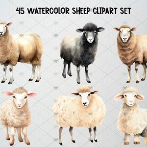 Watercolor Sheep Clipart Set of 45 PNG Files, Lamb Clipart, Sheep ...