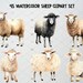 Watercolor Sheep Clipart Set of 45 PNG Files, Lamb Clipart, Sheep ...