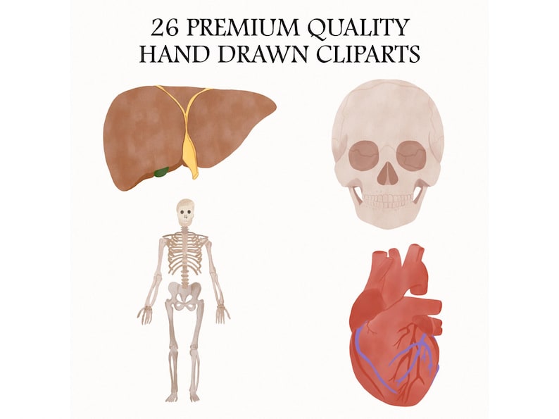Watercolor Human Anatomy Clipart Set, Medical Illustrations, Science ...