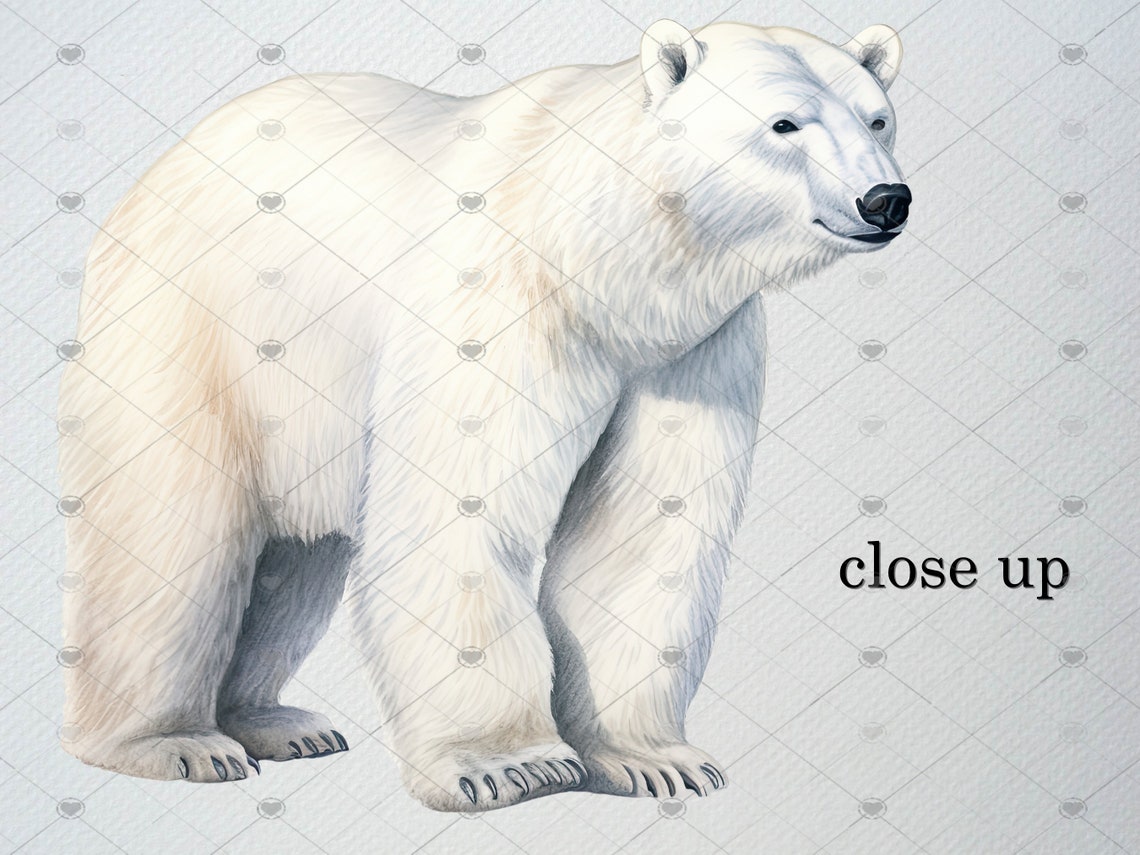 Watercolor Polar Bear Clipart Set of 20 PNG Files, Winter Animals ...