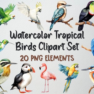 Watercolor Tropical Birds Clipart Set, Parrot Clipart, Flamingo Clipart ...