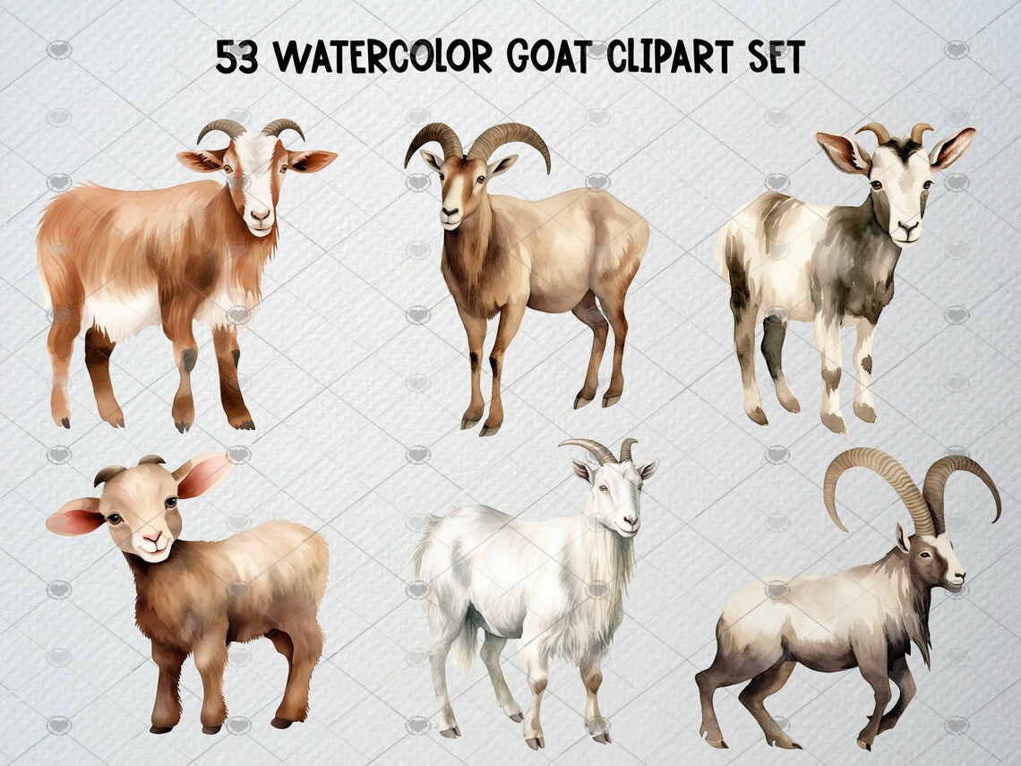 Watercolor Goat Clipart Set of 53 PNG Files, Goat Illustration, Lamb ...