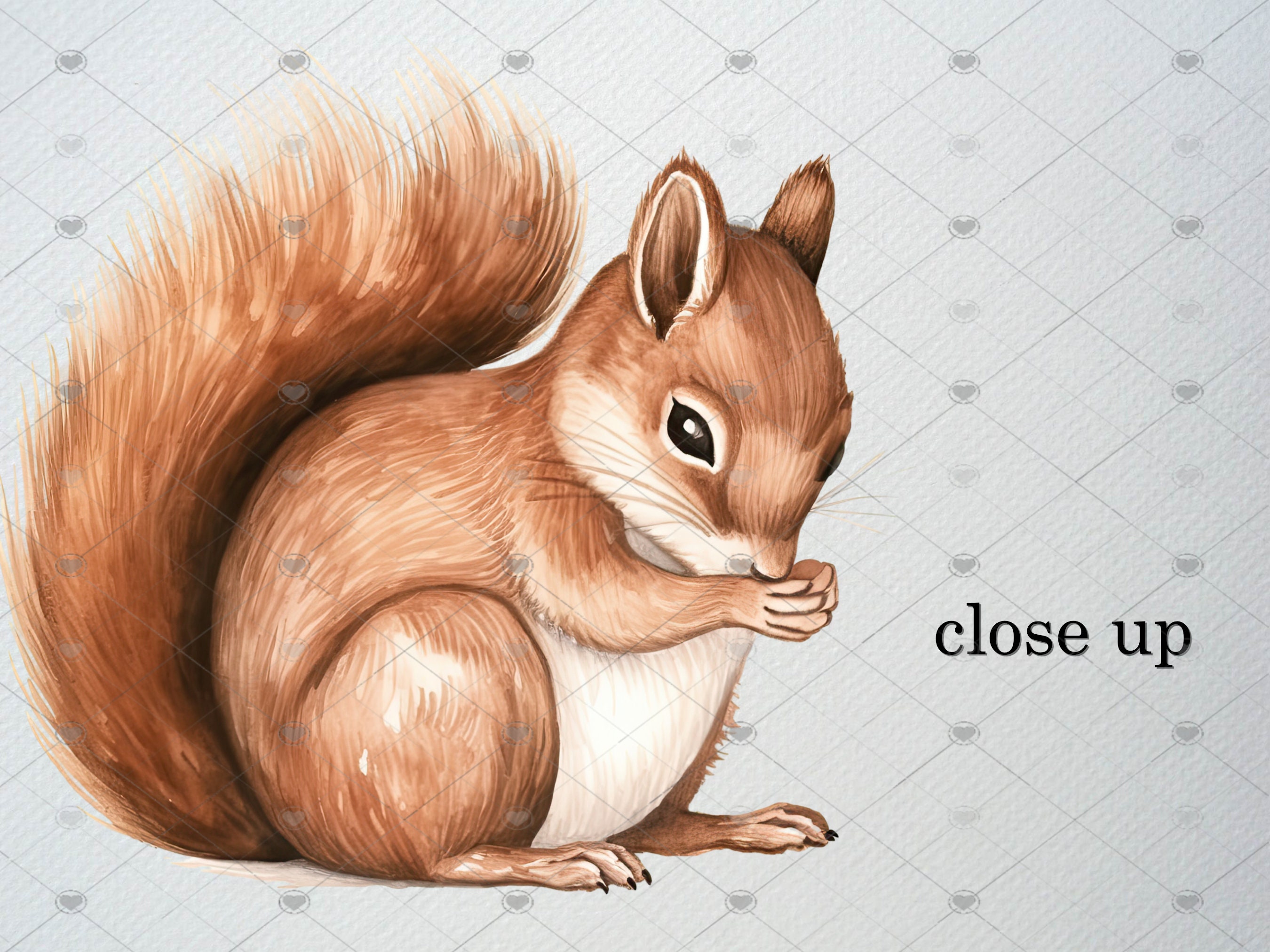 Watercolor Squirrel Clipart Set of 41 PNG Files, Woodland Animals ...