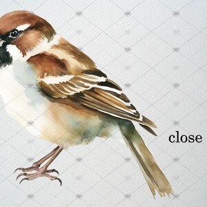 Watercolor Sparrow Clipart Set of 31 PNG Files, Garden Birds Clipart ...