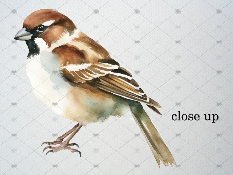 Watercolor Sparrow Clipart Set of 31 PNG Files, Garden Birds Clipart ...