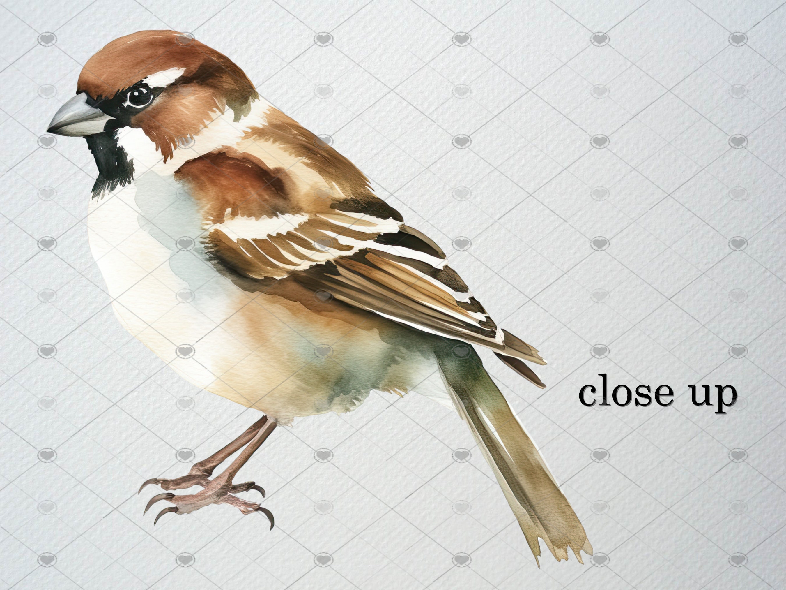 Watercolor Sparrow Clipart Set of 31 PNG Files, Garden Birds Clipart ...