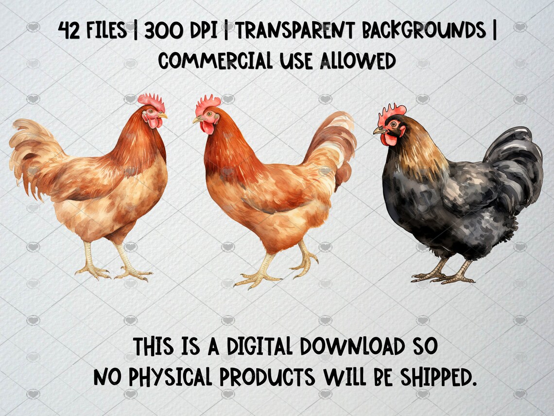 Watercolor Chicken Clipart Set of 42 PNG Files, Rooster Clipart, Hen ...
