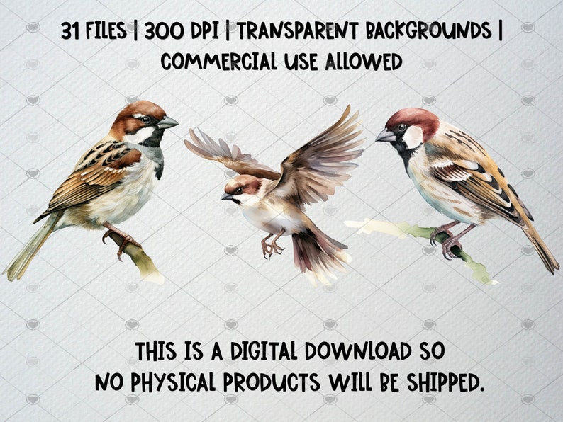 Watercolor Sparrow Clipart Set of 31 PNG Files, Garden Birds Clipart ...